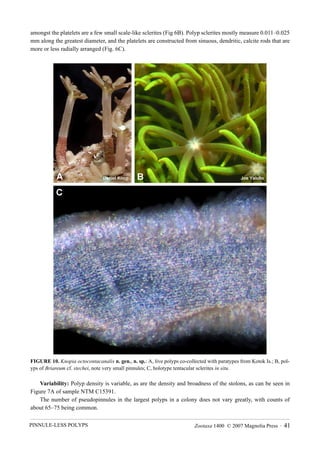2011 -- Alderslade_Pinnule-less polyps Acrossota_Knopia | PDF
