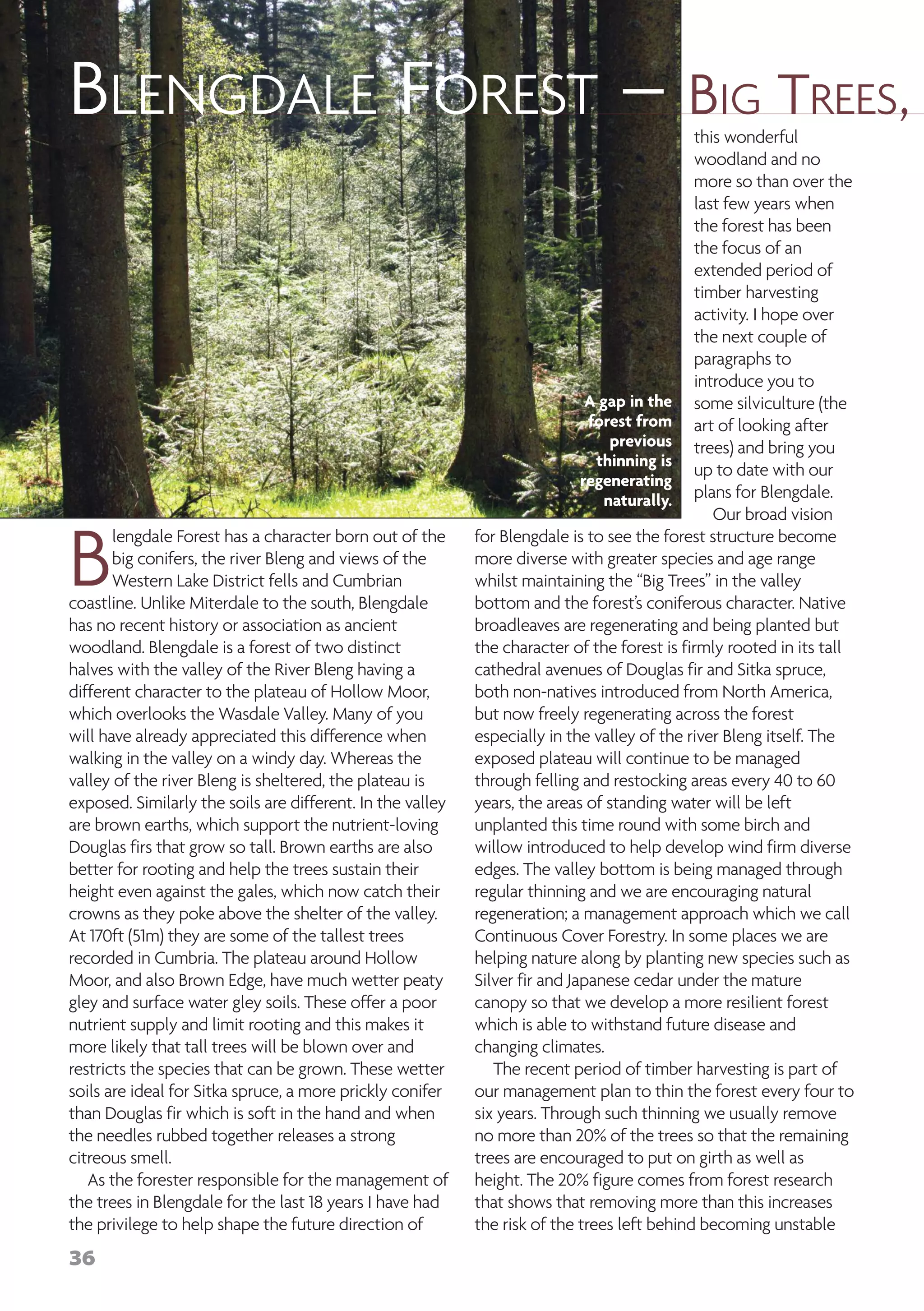 Blengdale Forest Article | PDF