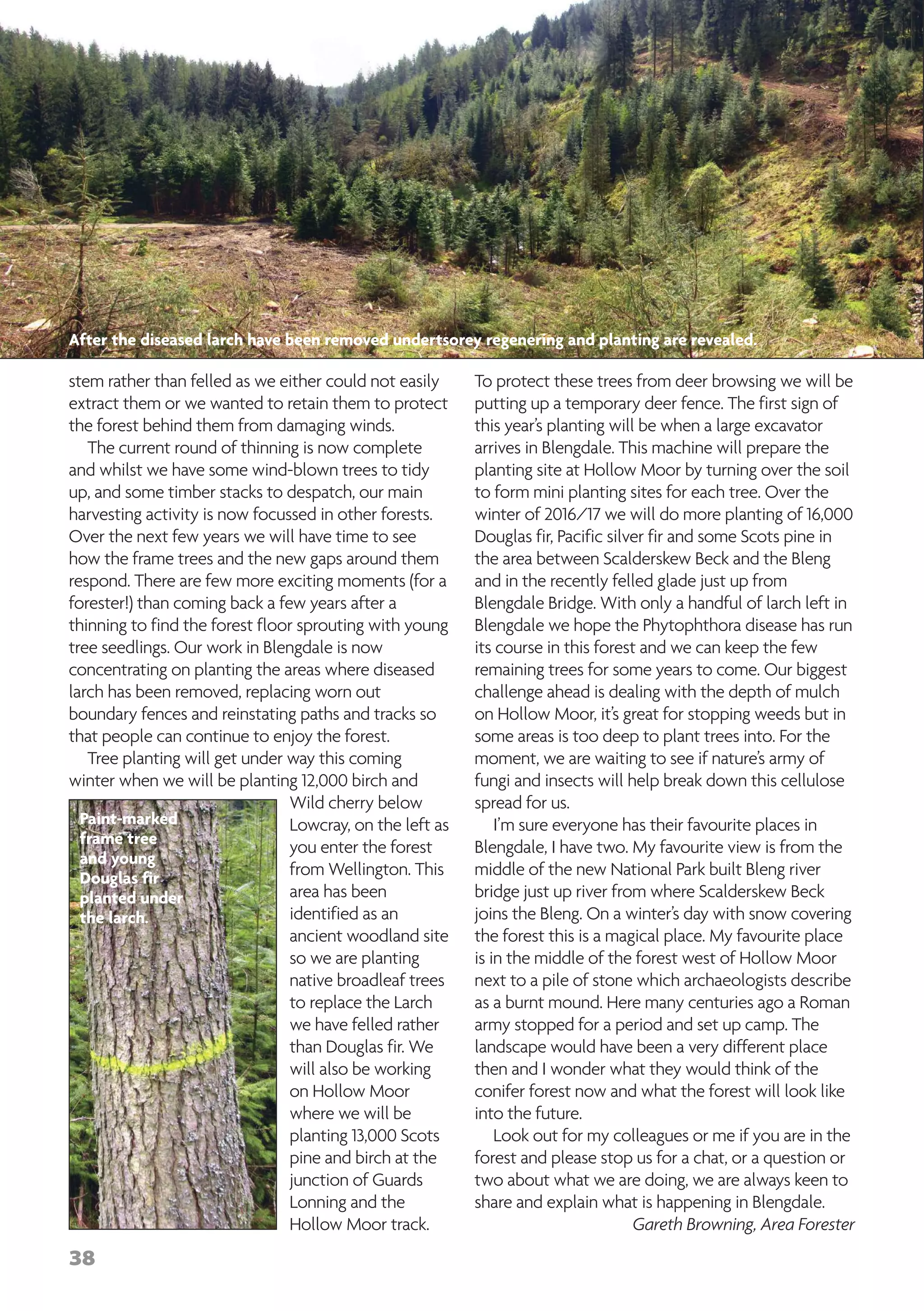 Blengdale Forest Article | PDF
