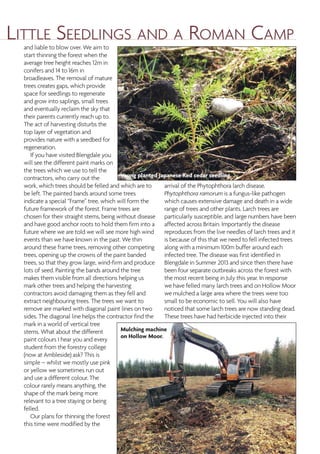 Blengdale Forest Article | PDF