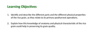 ANATOMY AND PHYSICAL PROPERTIES OF RICE GRAIN (1).pptx