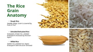 ANATOMY AND PHYSICAL PROPERTIES OF RICE GRAIN (1).pptx