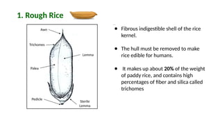 ANATOMY AND PHYSICAL PROPERTIES OF RICE GRAIN (1).pptx