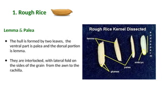 ANATOMY AND PHYSICAL PROPERTIES OF RICE GRAIN (1).pptx