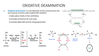 CC 8 SEM 4 AMINO ACID METABOLISM.pdf Shilpa Dutta | PPT