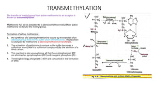 CC 8 SEM 4 AMINO ACID METABOLISM.pdf Shilpa Dutta | PPT