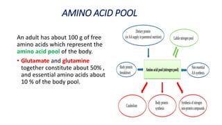 CC 8 SEM 4 AMINO ACID METABOLISM.pdf Shilpa Dutta | PPT