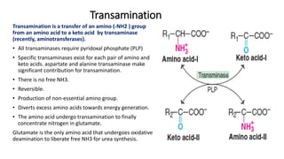 CC 8 SEM 4 AMINO ACID METABOLISM.pdf Shilpa Dutta | PPT