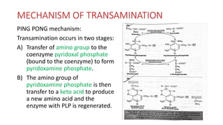 CC 8 SEM 4 AMINO ACID METABOLISM.pdf Shilpa Dutta | PPT