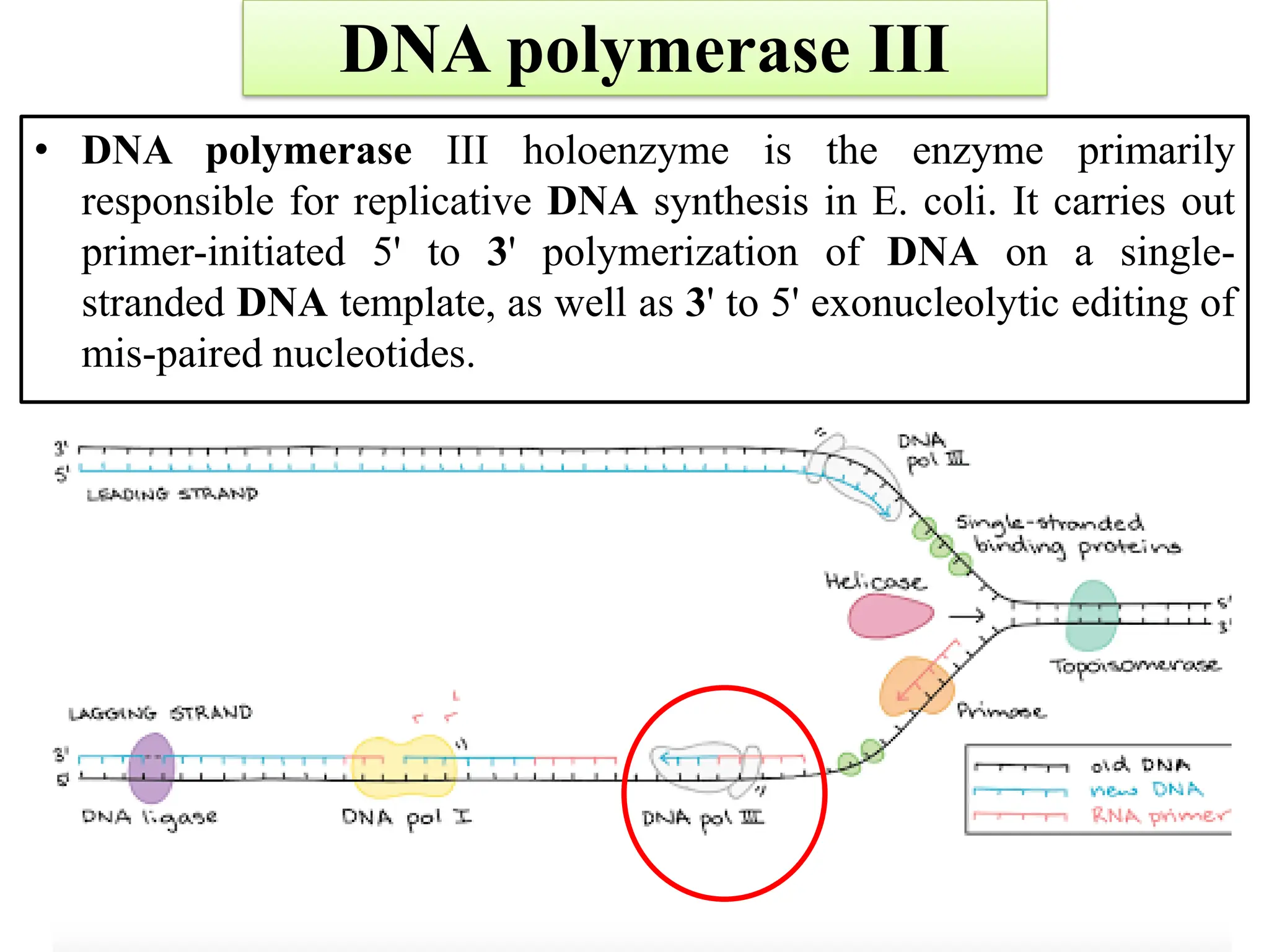 Replication of DNA different models-semiconservative,unidirectional and ...