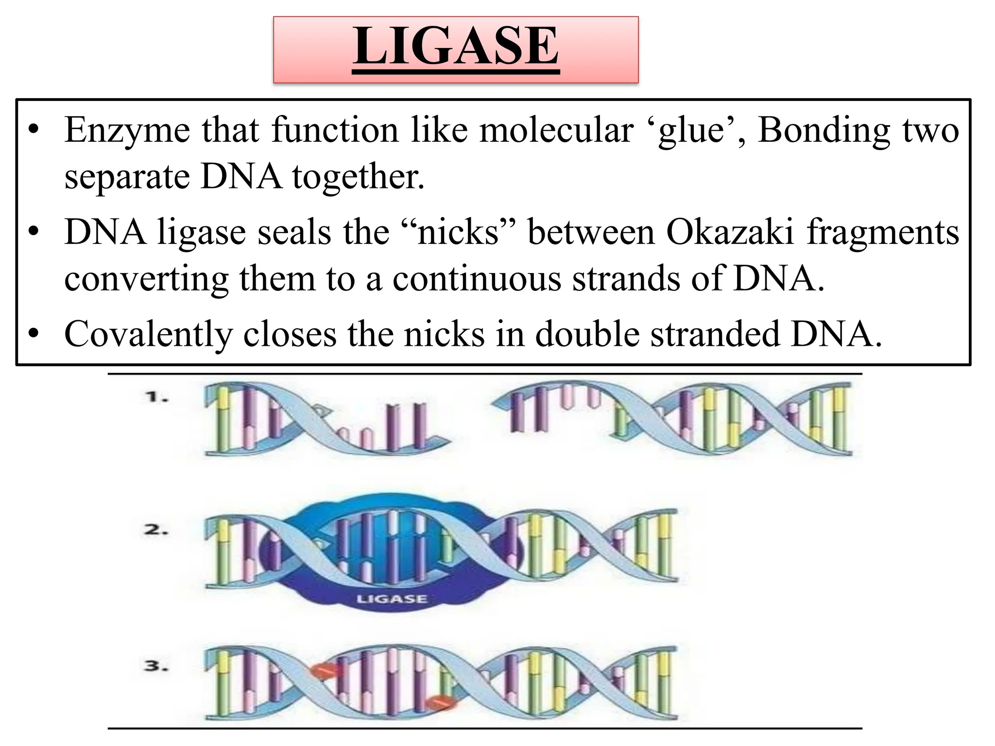 Replication of DNA different models-semiconservative,unidirectional and ...