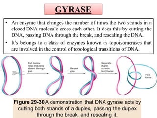 Replication of DNA different models-semiconservative,unidirectional and ...