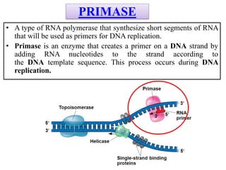 Replication of DNA different models-semiconservative,unidirectional and ...