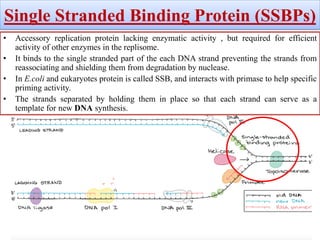 Replication of DNA different models-semiconservative,unidirectional and ...