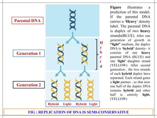 Replication of DNA different models-semiconservative,unidirectional and ...