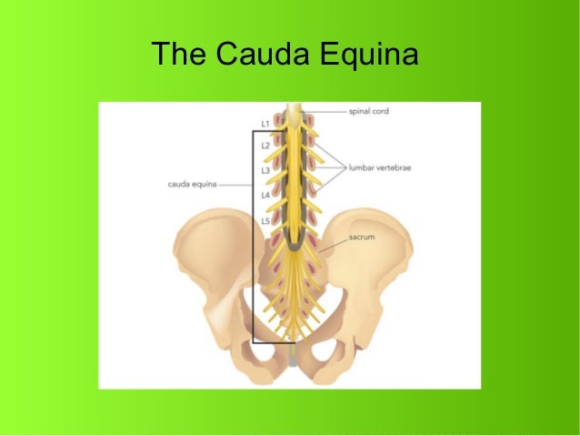 Cauda equina