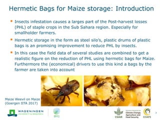 Hermetic bag for the storage of maize: Economic perspective in ...