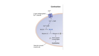 Calcium Channel Blockers | PPT