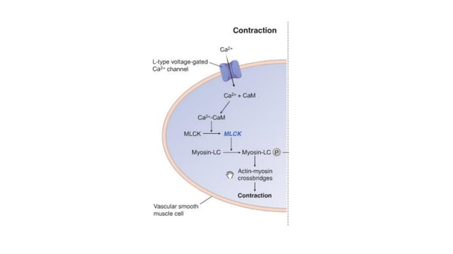 Calcium Channel Blockers | PPT