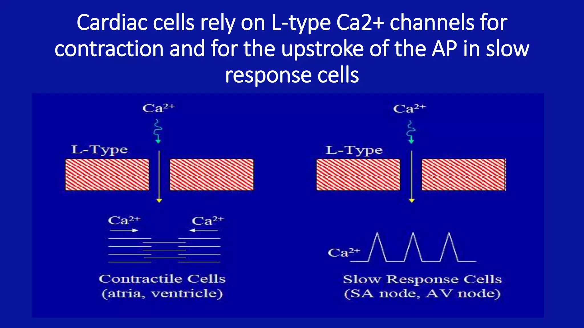 calcium channel blocker | PPTX