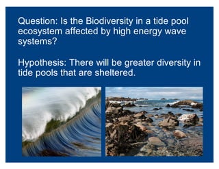 EMAC Tide Pools | PDF