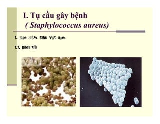 Các cầu khuẩn.pdf