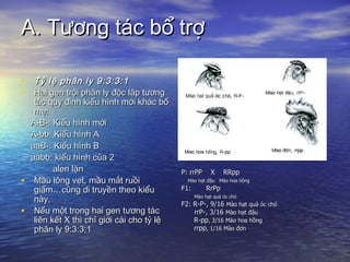 Các gen đa alen và sự tương tác | PPT