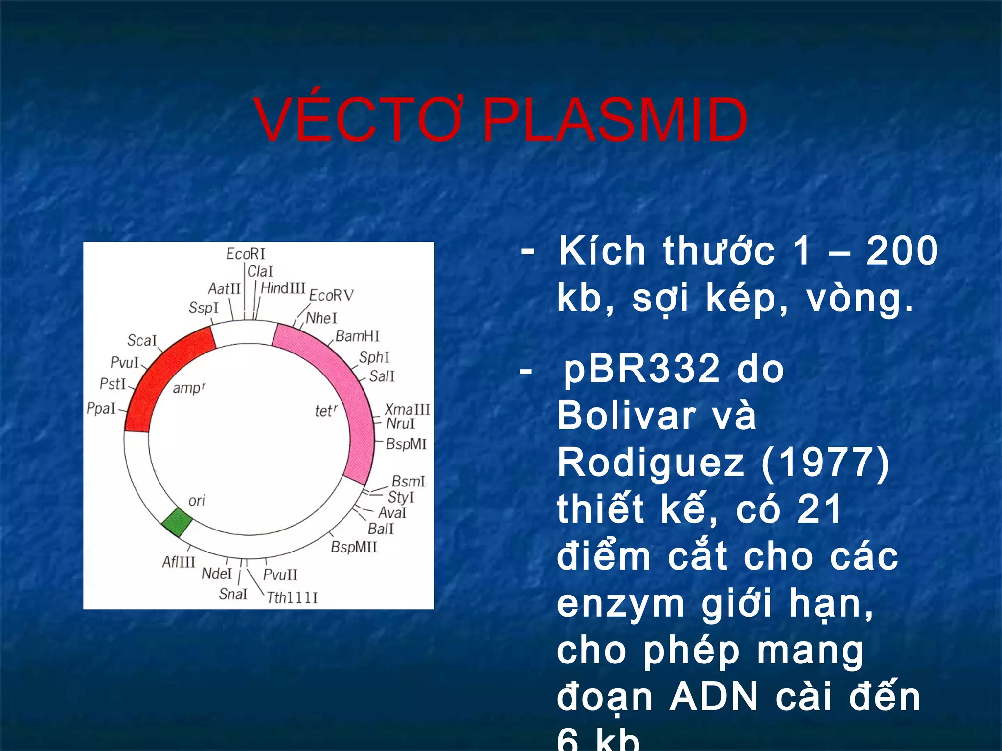 Các kỹ thuật dt phân tử | PPT
