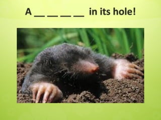 C CLASS-UNIT 4- THE WEASEL AND THE MOLE-pres.pdf