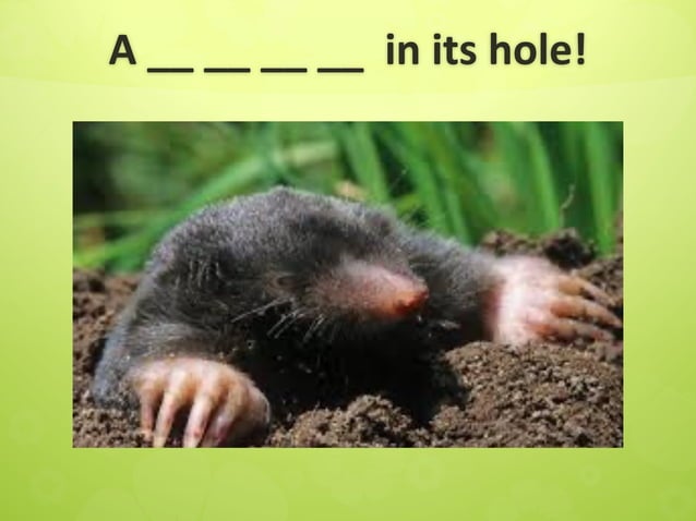 C CLASS-UNIT 4- THE WEASEL AND THE MOLE-pres.pdf