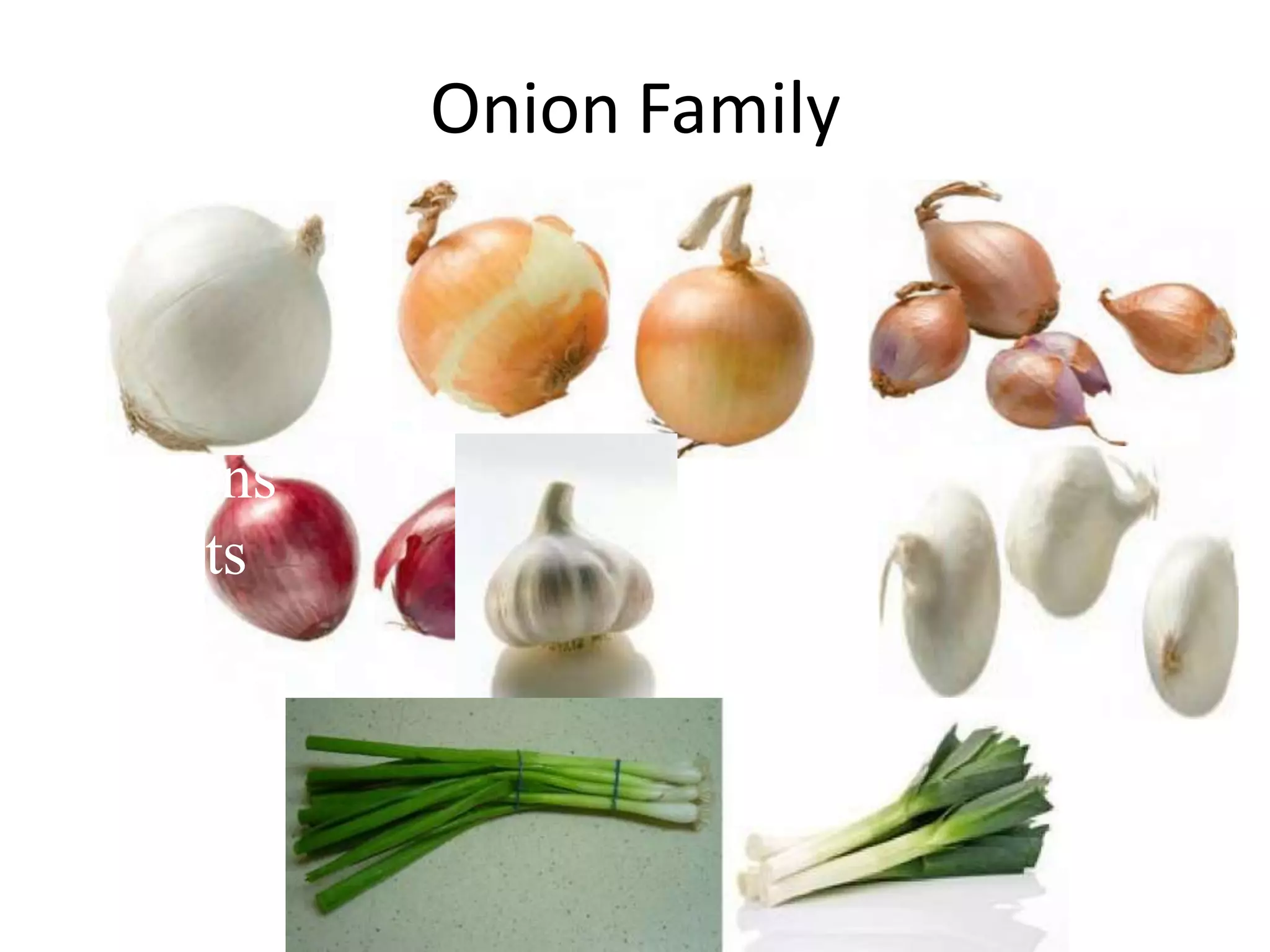 Classification of vegetables | PPTX