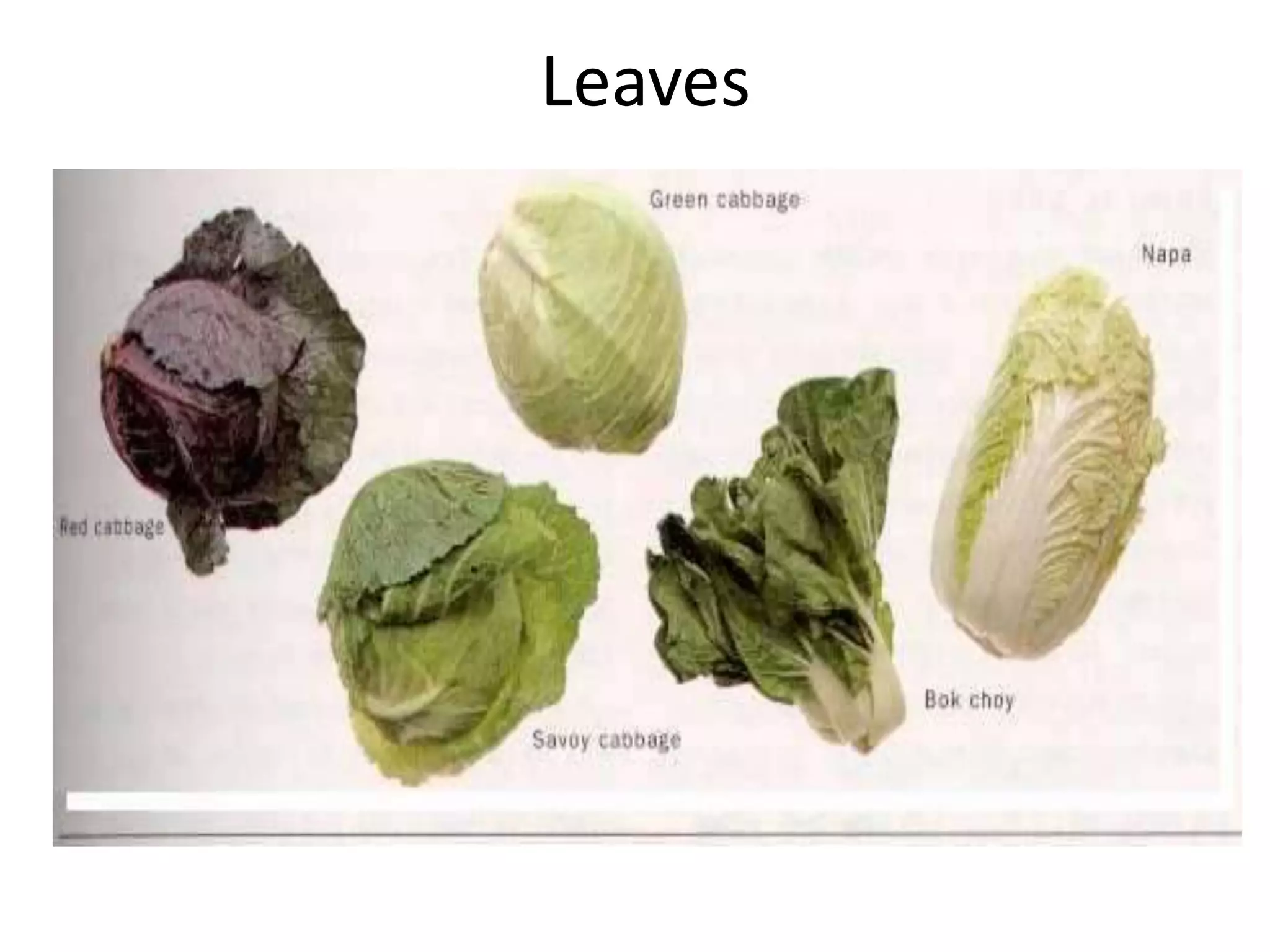 Classification of vegetables | PPTX