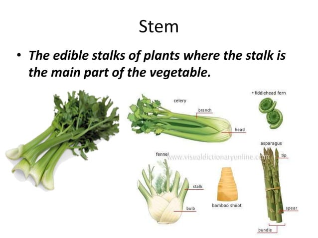 Classification of vegetables | PPT | Free Download