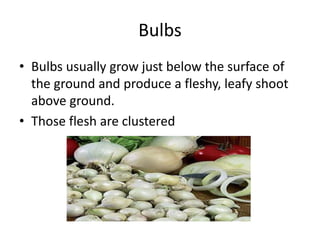 Classification of vegetables | PPTX