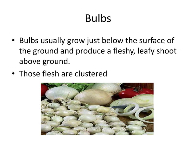 Classification of vegetables | PPTX
