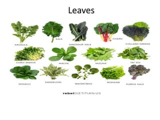 Classification of vegetables | PPTX