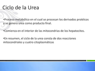 Cíclo de la urea y su relación con | PPTX