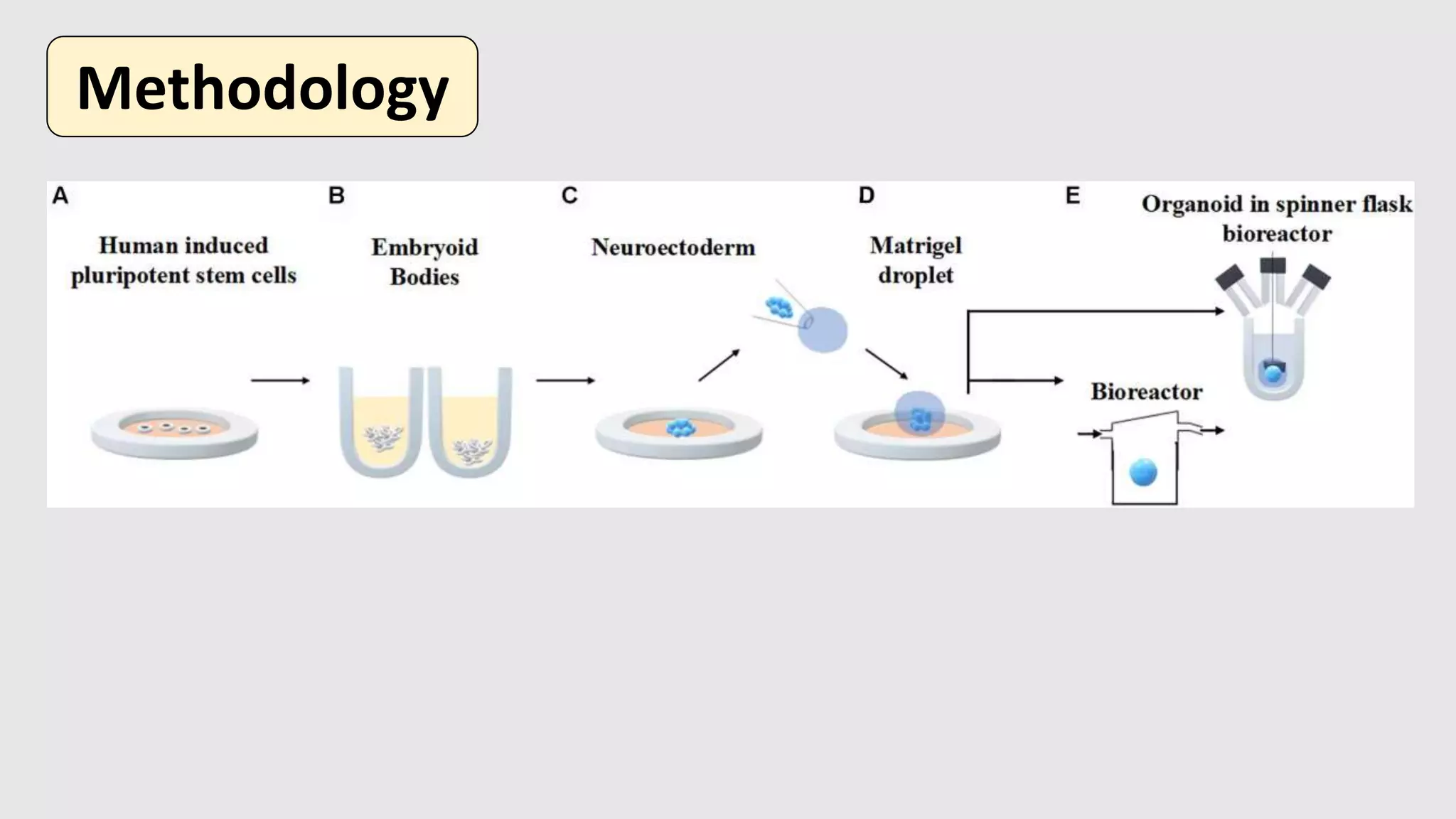 CCM Organoids ppt.pptx