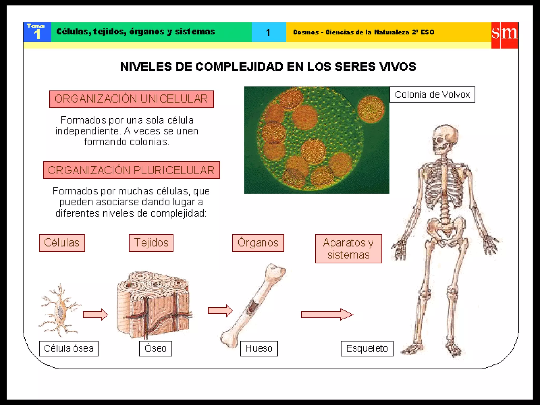 Ccnn celulas, tejidos, organos y sistemas | PPT