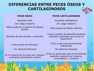 CIENCIAS NATURALES PECES CARTILAGINOSOS | PPTX