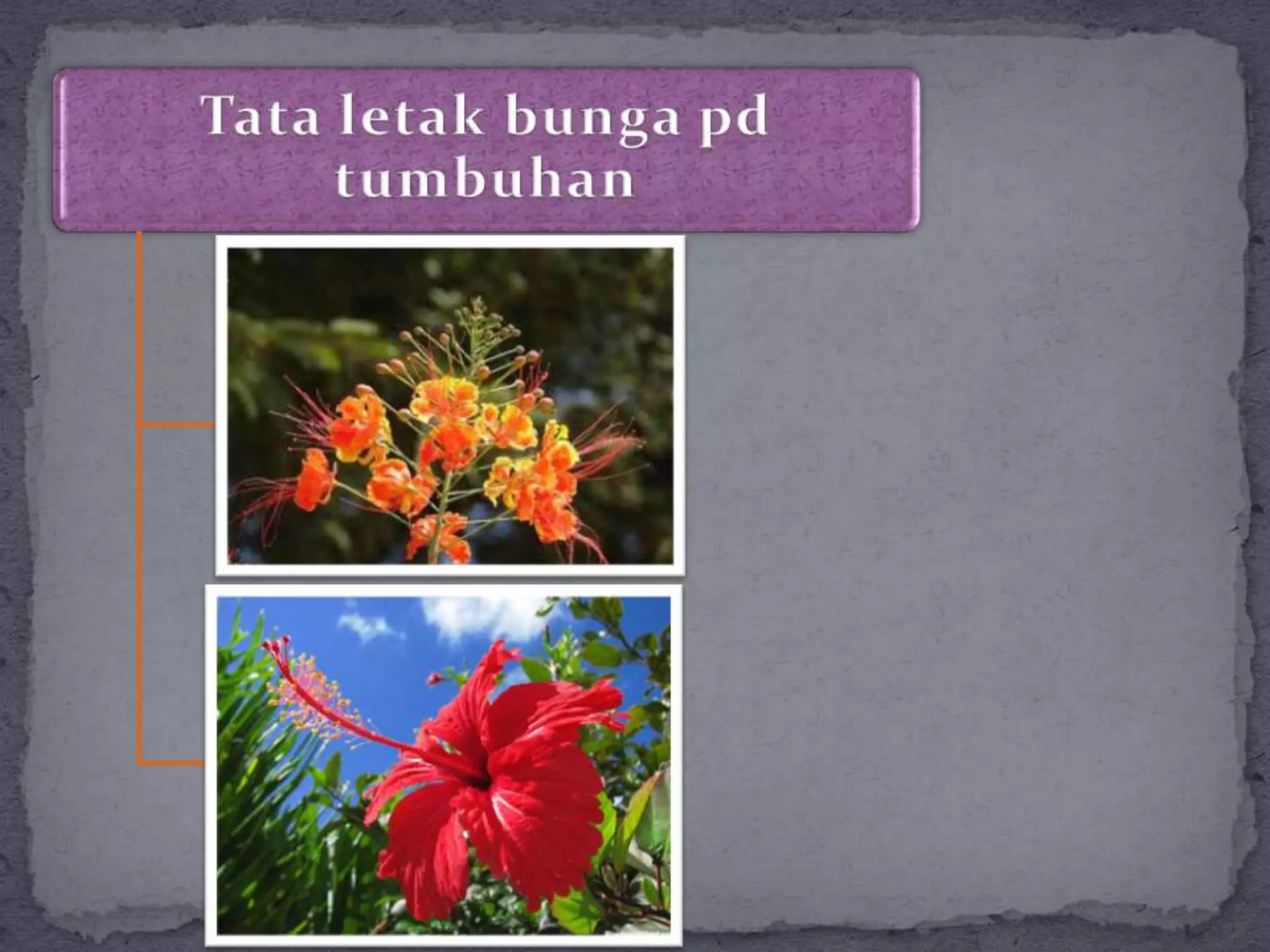 Morfologi bunga | PPTX