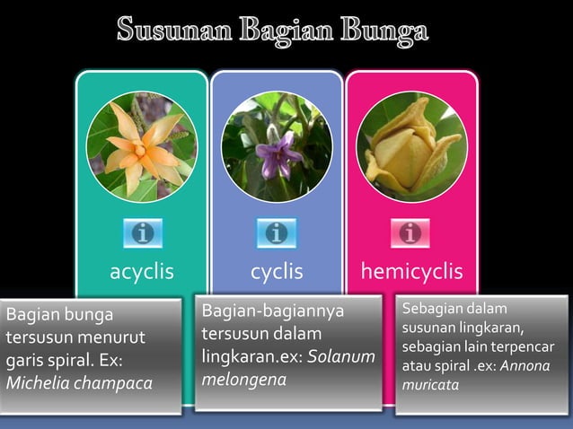 Morfologi bunga | PPTX
