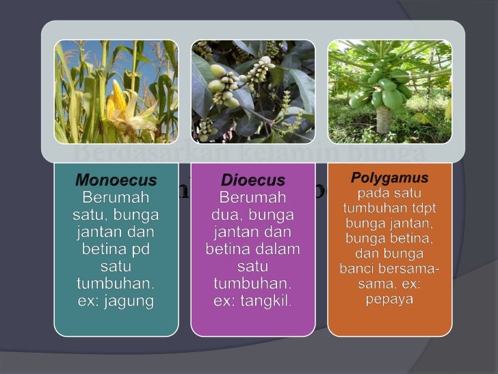 Ini Dia! Contoh Bunga Berumah 2 yang Lagi Viral - Informasi Seputar ...