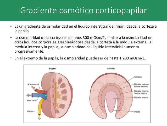 Concentración y dilución de orina