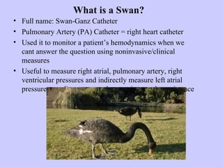 Ccpa catheter basics07medicine | PPT