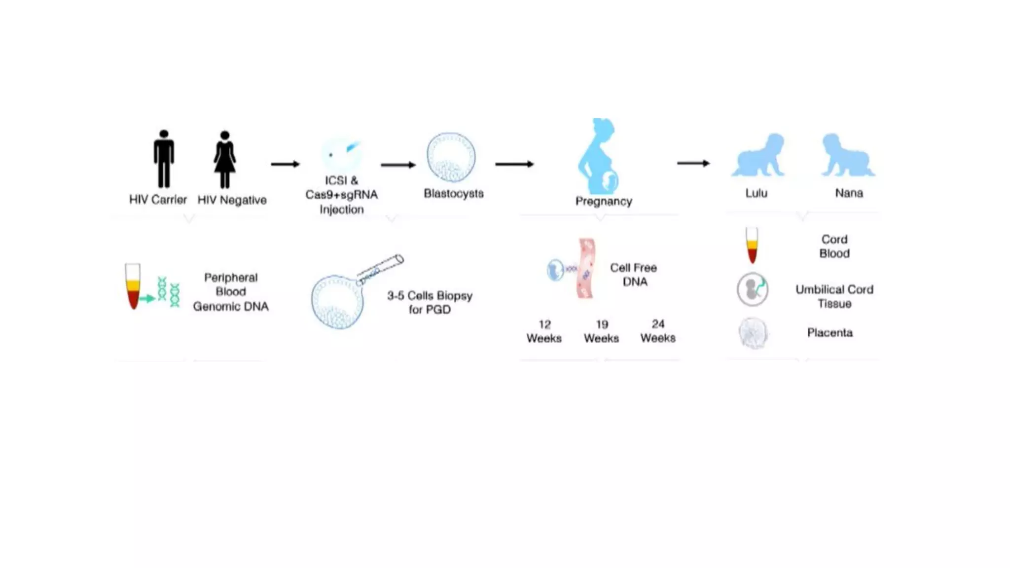 Ccr5 hiv resistant crispr babies | PPT