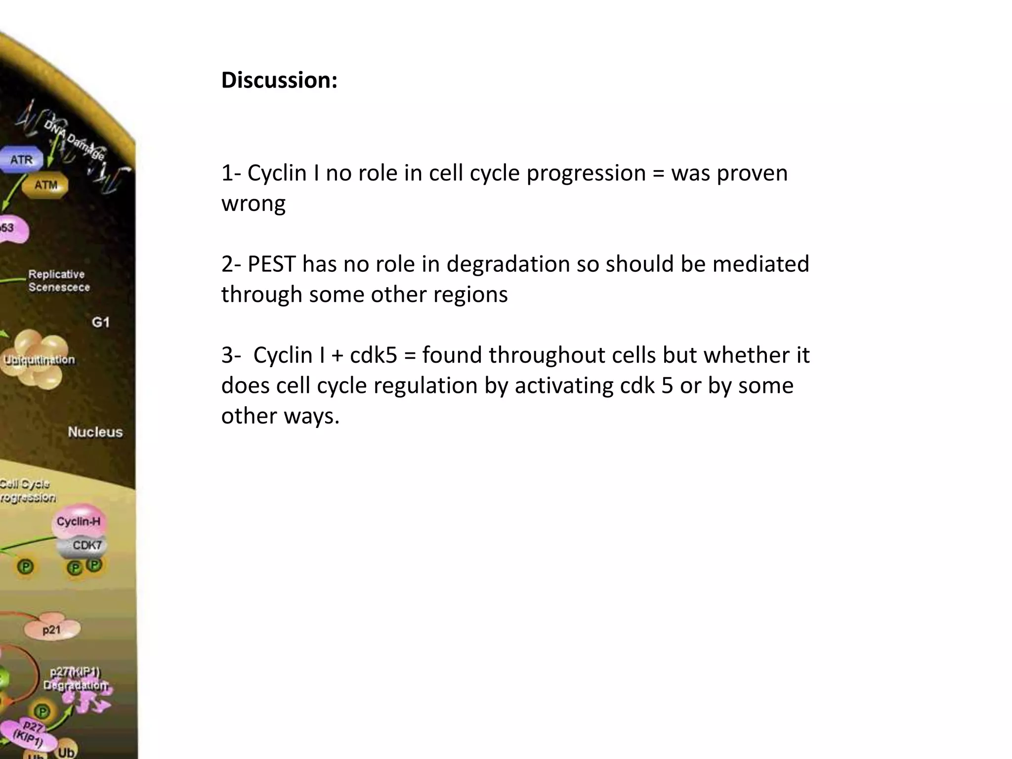 Cyclin I is involved in cell cycle progression! | PPTX
