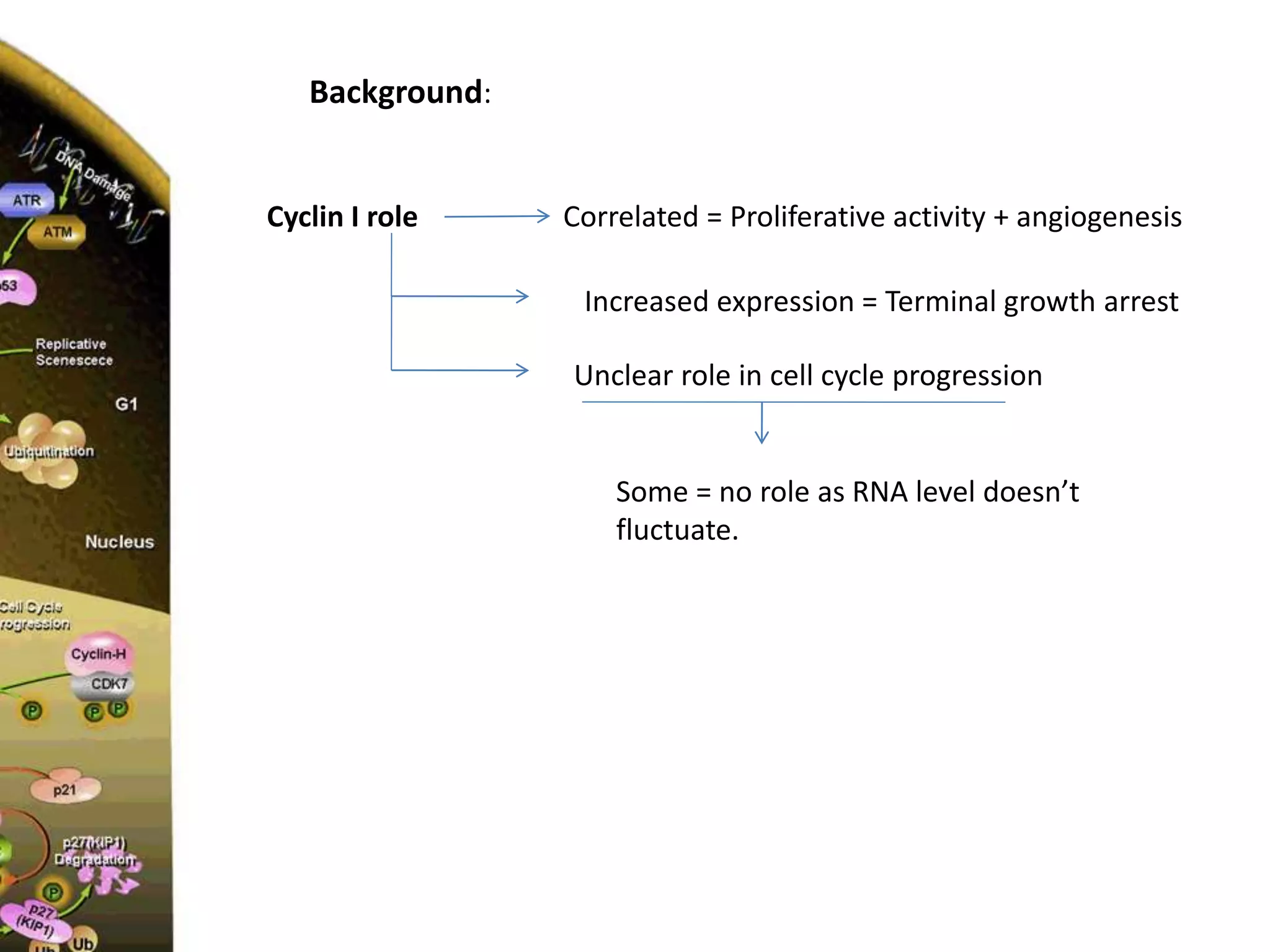 Cyclin I is involved in cell cycle progression! | PPTX