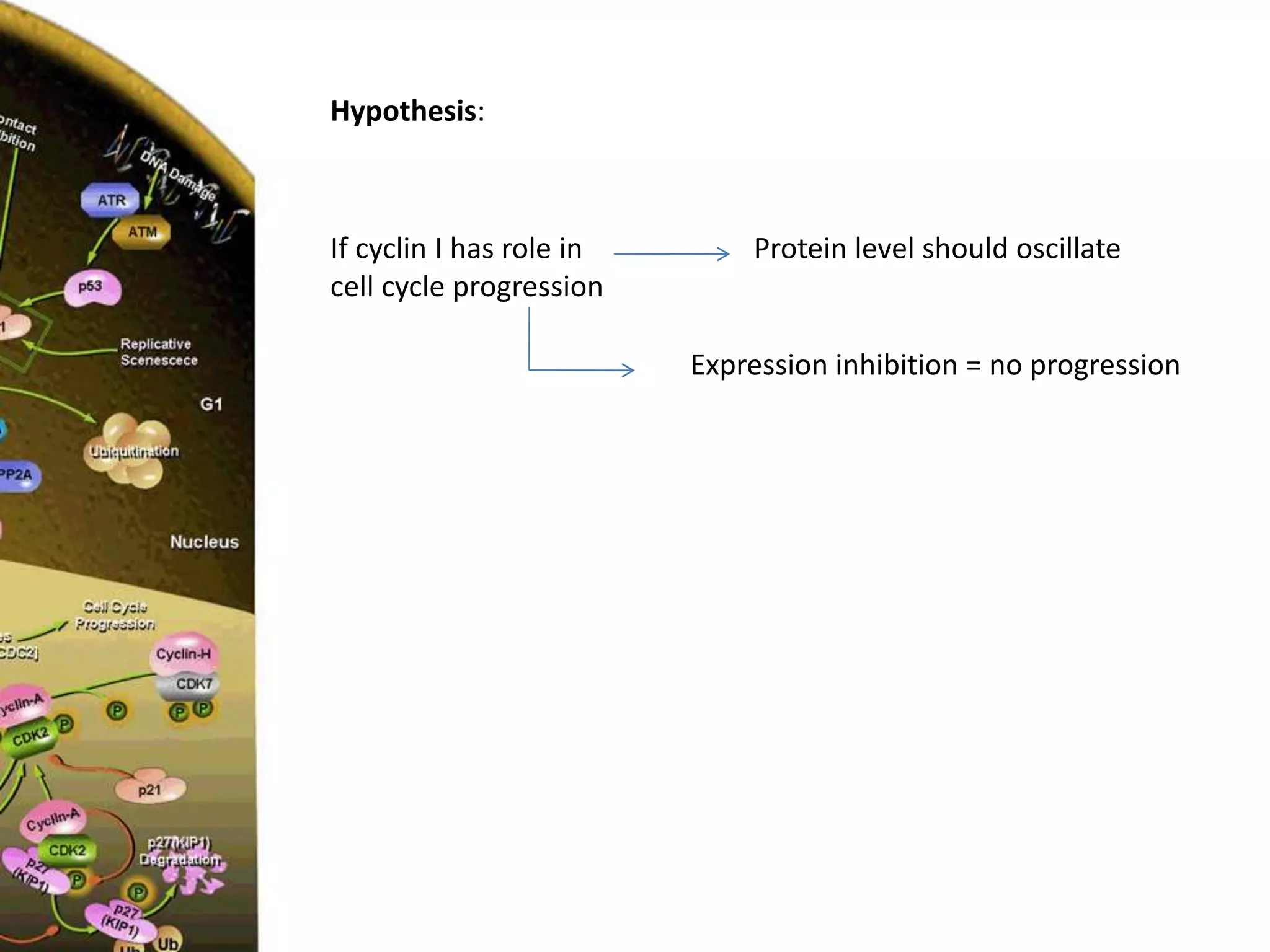 Cyclin I is involved in cell cycle progression! | PPTX