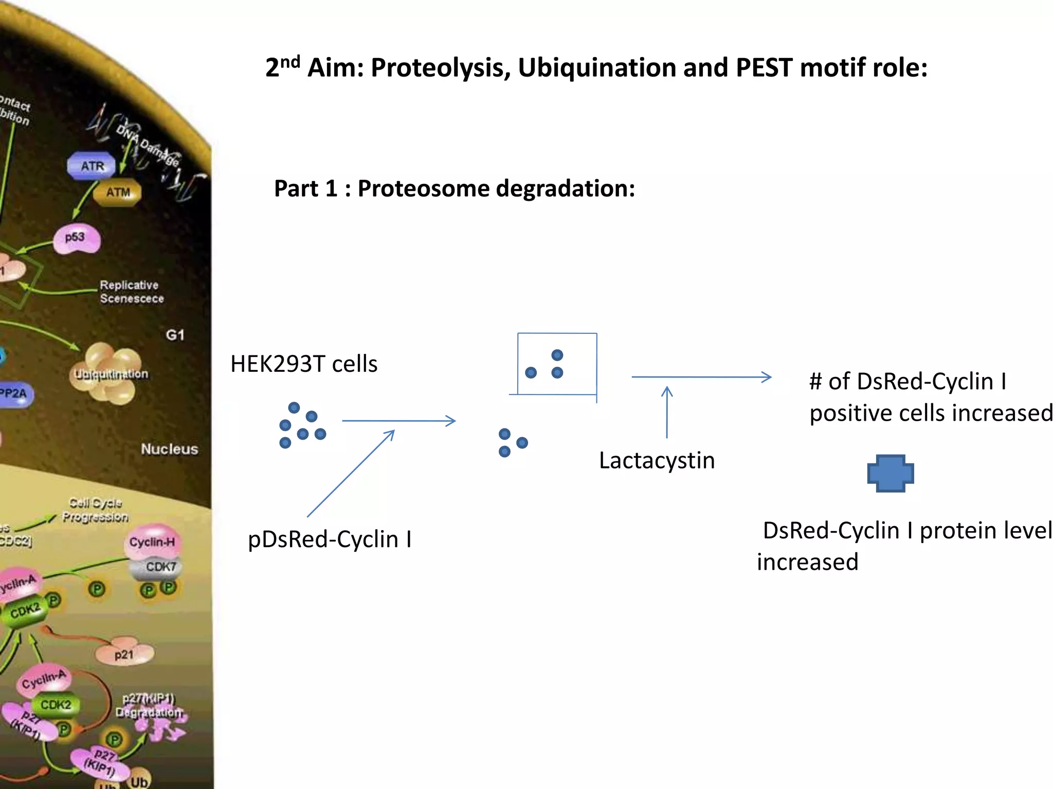Cyclin I is involved in cell cycle progression! | PPTX